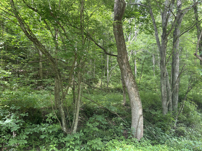 0000 Hodge Road London KY 40741 (House For Sale) | MLS 26013616